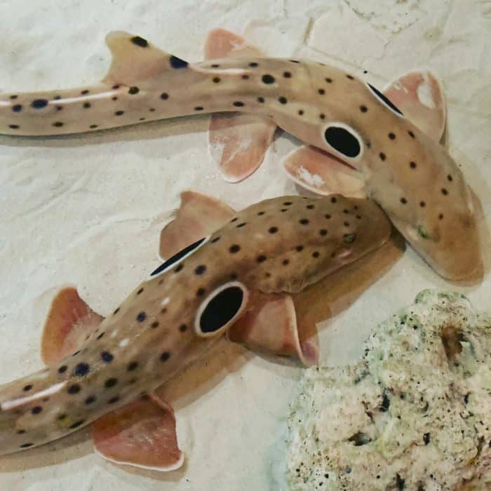 Exotic Fish For Sale - Exotic Aquatic Pet Store