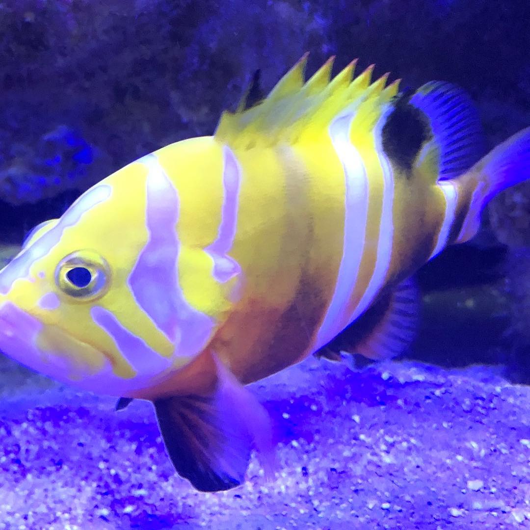 Neptunes Tropical Fish for Sale at Affordable Prices.