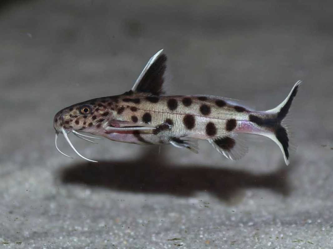 Dwarf Petricola Synodontis Catfish - Exotic Aquatic Pet Store