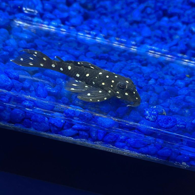 Gold Spotted (L-136) Plecostomus - Exotic Aquatic Pet Store