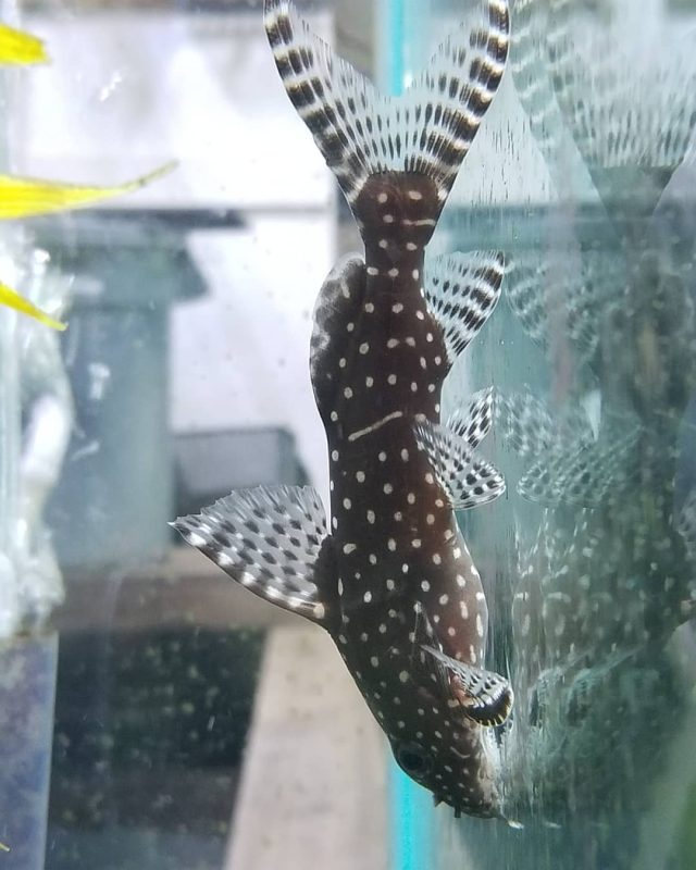 Synodontis Angelicus Catfish - Exotic Aquatic Pet Store