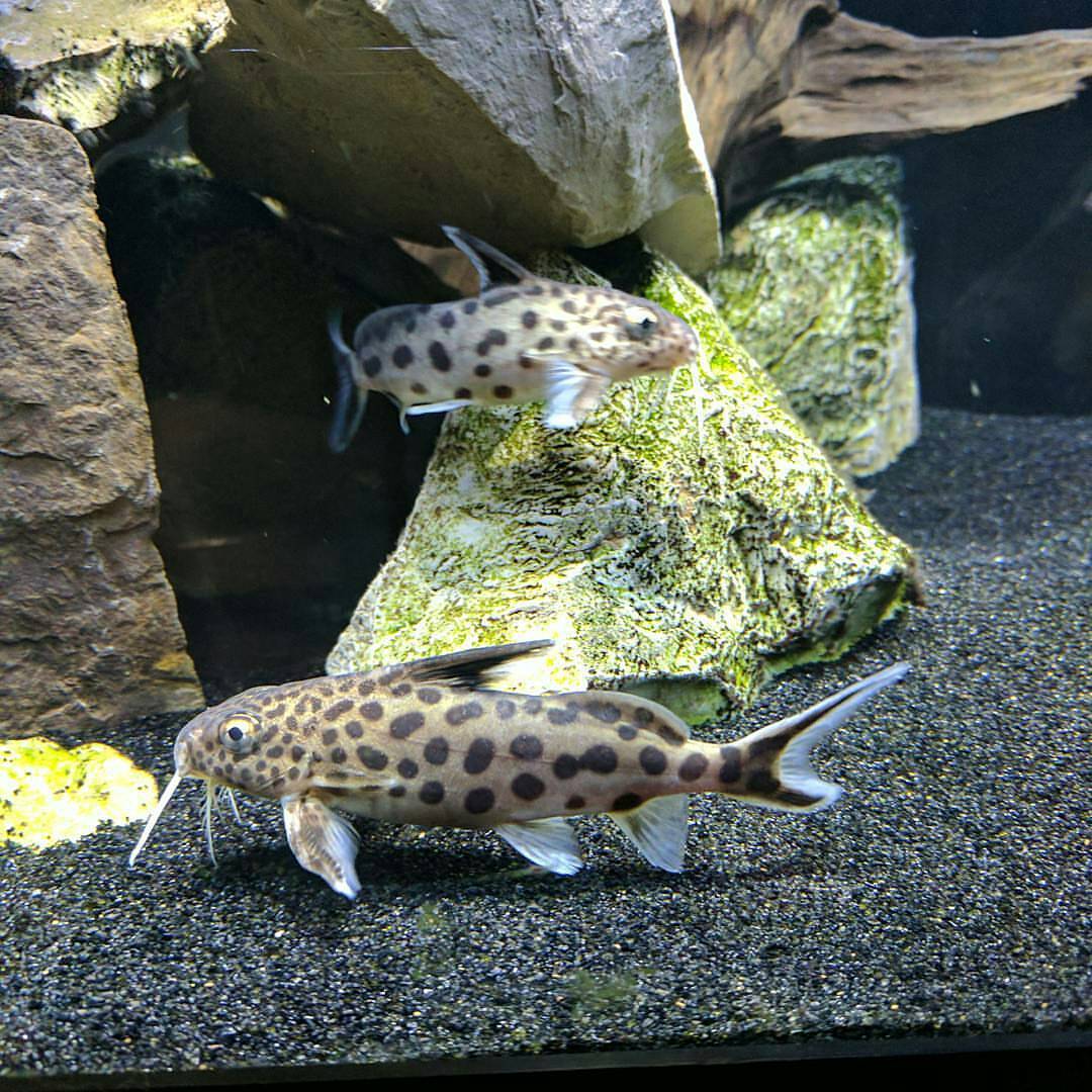 Synodontis Multipunctatus Catfish - Exotic Aquatic Pet Store
