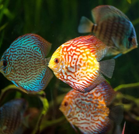 freshwater Fish For Sale - Exotic Aquatic Pet Store