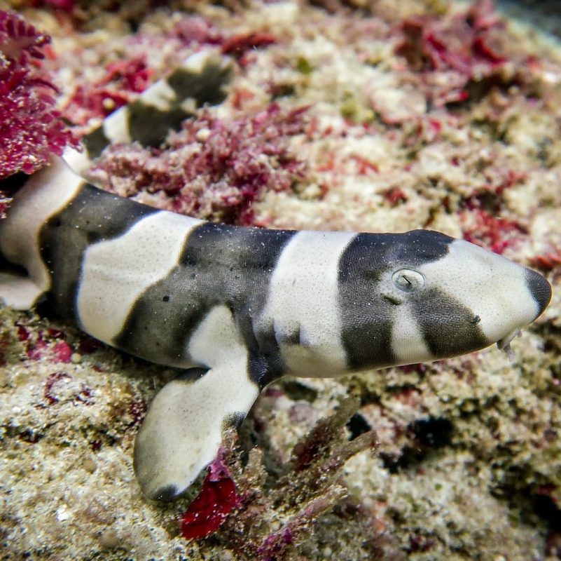 Sharks For Sale Online - Exotic Aquatic Pet Store